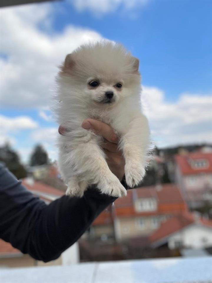 Nemacki patuljasti spic (pomeranac) | Beograd Nemacki patuljasti spic (pomeranac) | Beograd
